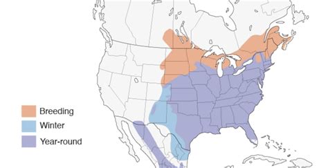 18 Birds That Are Blue In Texas Id Guide Bird Watching Hq