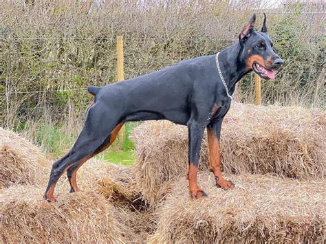 Crosswinds Dobermans At Kathy Carter Blog