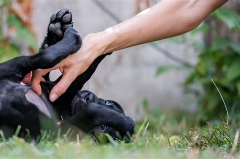 Coussinets Du Chien Rouges Pododermatite Causes Solutions Coussinets Du Chien Rouges Pododermatite Causes Solutions