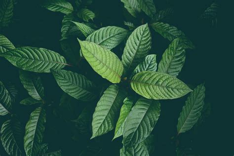 Nature Green Leaf Background Kratom Tree Grows On Dark Plant Tree