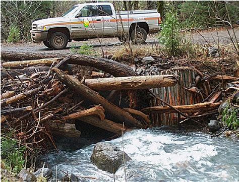 This Culvert Is Nearly Plugged By Woody Debris Endangering The Road