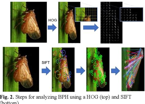Figure 2 From Comparing Six Computer Vision Techniques For Rice Pest Recognition In The Field