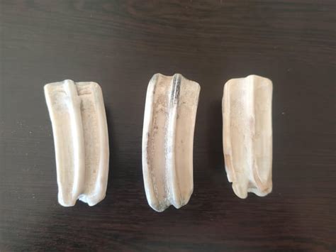 Help To Identify These Teeth Looking Things Rfossilid