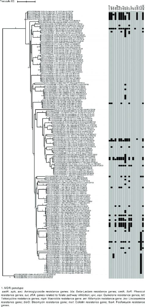 Ml Tree Based On Single Nucleotide Polymorphism Snp Analysis Of 172
