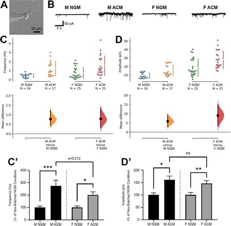 Astrocyte Derived Thrombospondin Induces Cortical Synaptogenesis In A Sex Specific Manner
