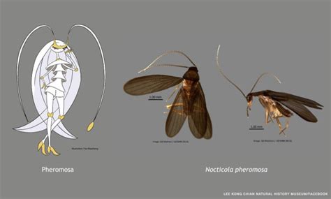See New Cockroach Species Named After Pokémon Character