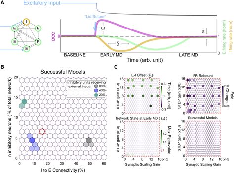 Cortical Circuit Dynamics Are Homeostatically Tuned To Criticality In Vivo Neuron