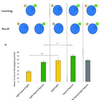 A Schematic Representation Of Learning And Recall Groups Used In Download Scientific Diagram