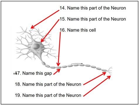 Bio Unit 4 Diagram Quizlet