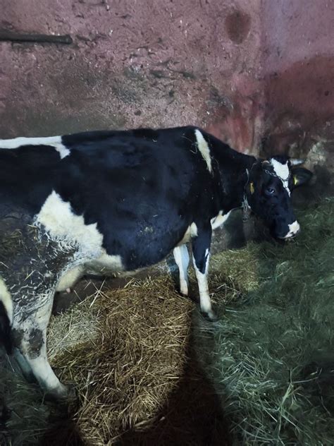 Sprzedam Krowy Mleczne Wołomin • Olx Pl