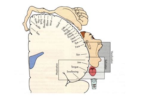 Stimulation Sensation And Localization In The Cortex Sapien Labs Neuroscience Human Brain