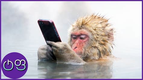 ყველაზე ჭკვიანი ცხოველები მსოფლიოში ★ ტოპ ფაქტები ★ Youtube