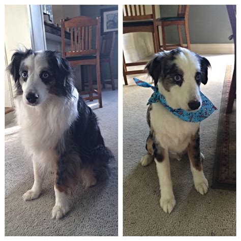 My 10 Year Old Mini Aussie Before And After His Annual Summer Shave