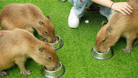 Cappiness Capybara Cafe Lohnt Es Sich Aktuell Für 2026 Mit Fotos