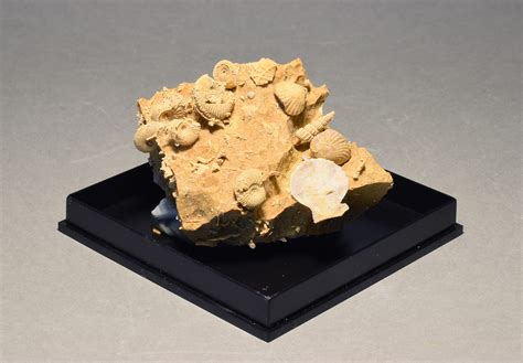 Silicified Cardioceras Ammonites In Natural Limestone Matrix