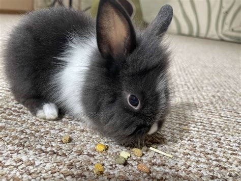 Декоративни зайчета Зайче 2 месеца Мъжко бяло черно Гризачи София Здравейте предлагам