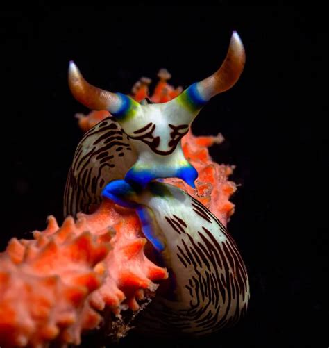 Fascinantes Capturas Subaquáticas Por Andrey Savin Nucleuss