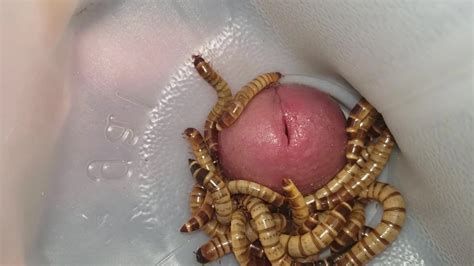 Cock Ball Superworms On Cock Head