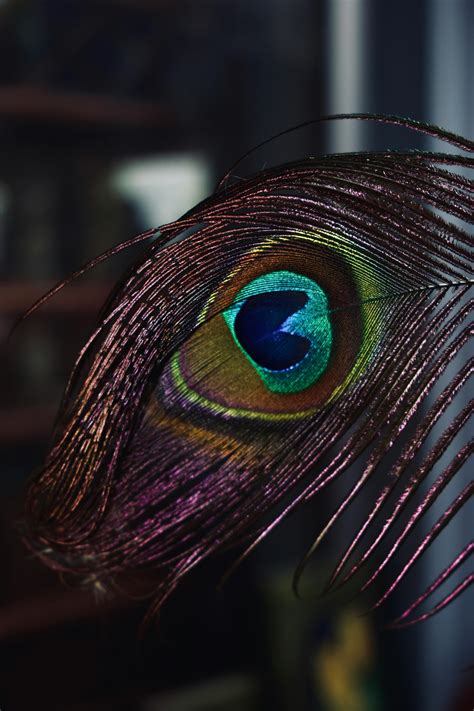 Peacock Feather Screensavers