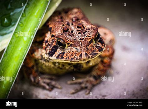 A Shallow Focus Shot Of An American Brown Speckled Toad Sitting On A
