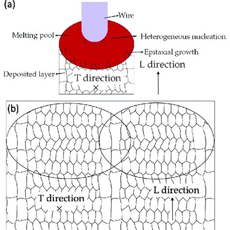 A The Schematic Of The Grain Solidification In Molten Pool B The Download Scientific