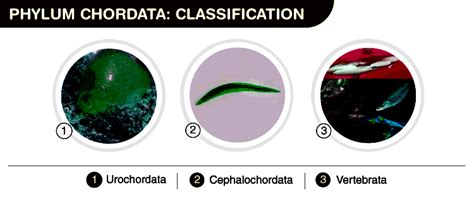 Phylum Chordata Characteristics Classification And Examples Testbook