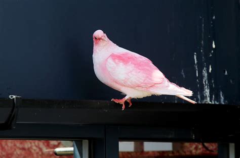 White Pigeon With Pink Feet At Betty Fleming Blog