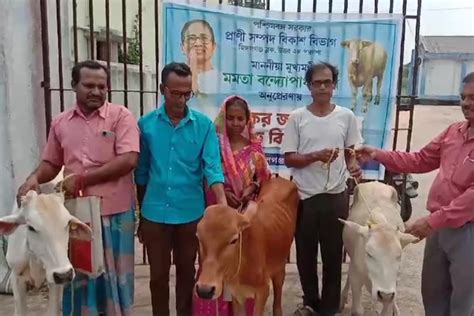 Cattle Farming সুন্দরবনের বাসিন্দাদের বিনামূল্যে গরু প্রদান রাজ্য সরকারের News Pole Bengali