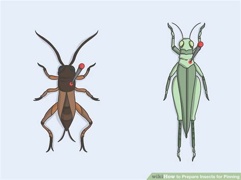 4 Easy Ways To Prepare Insects For Pinning Wikihow