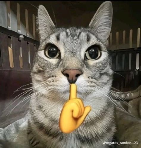 Pin De 𝐙𝐢𝐳𝐳𝐲♥︎ En Bye Bye👋 Gato Molesto Gatitos Divertidos Español