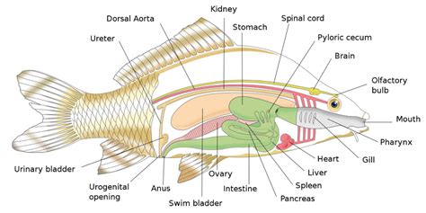 Male Fish Reproductive System
