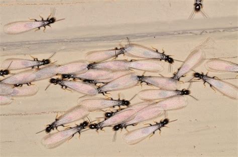 Drywood Vs Subterranean Termites