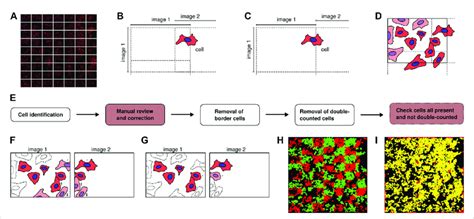 Illustration Of High Throughput Microscopy And Image Analysis A