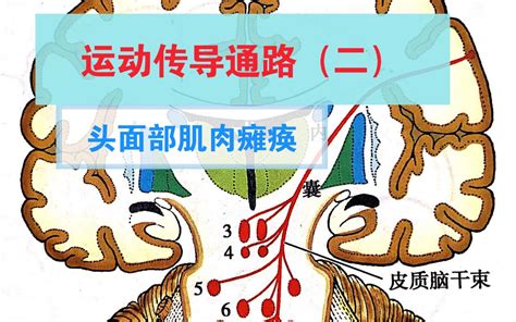 运动传导通路（二）：锥体束之皮质脑干束皮质核束运动型脑神经 哔哩哔哩