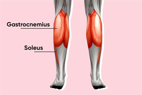 Calf Name In Anatomy At Peggy Rios Blog