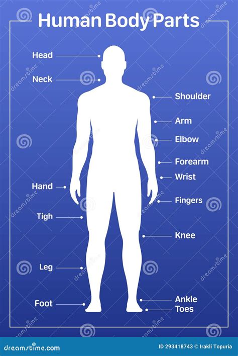 Human Body Parts Medical Diagram With Male Model Vector Poster On A