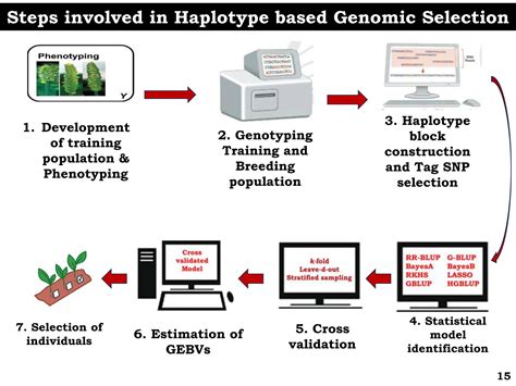 Haplotype Based Genomic Selection For Precision Plant Breeding Pptx