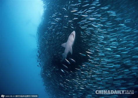南非：鲨鱼鲸鱼海豚围捕巨大沙丁鱼群 场面震撼 [1] 中国日报网
