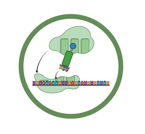 Parallel Aav Production