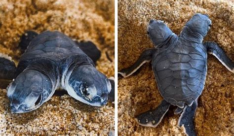 Two Headed Turtle