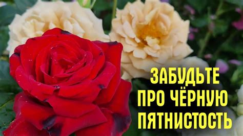 От ВСЕХ БОЛЕЗНЕЙ и ВРЕДИТЕЛЕЙ! СУПЕР коктейль для обработки роз 5 в 1 ...