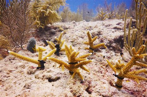 Scientists Catch Up On The Sex Life Of Coral To Help Reefs Survive Npr