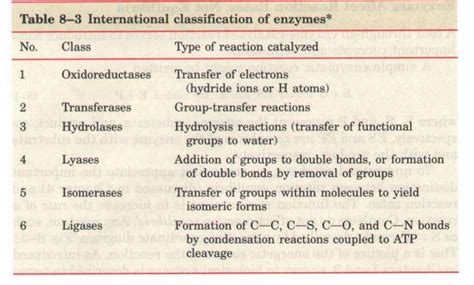 Types Of Enzymes Involved In Essential Reaction In Body