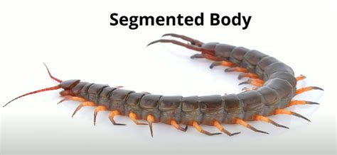 Characteristics Of Myriapods Moomoomath And Science