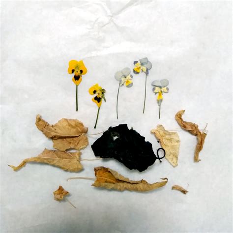 Dead Scene Scrolls Dead Scene Scrolls