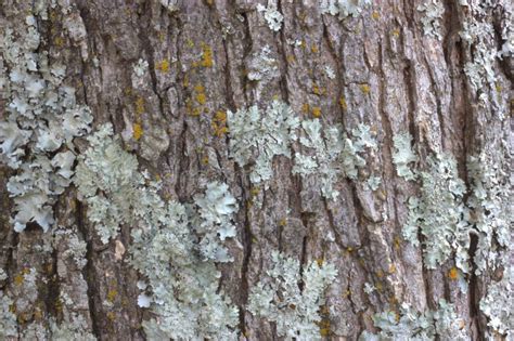 Tree Bark With Green Fungi Background Stock Photo Image Of Forest Fungi