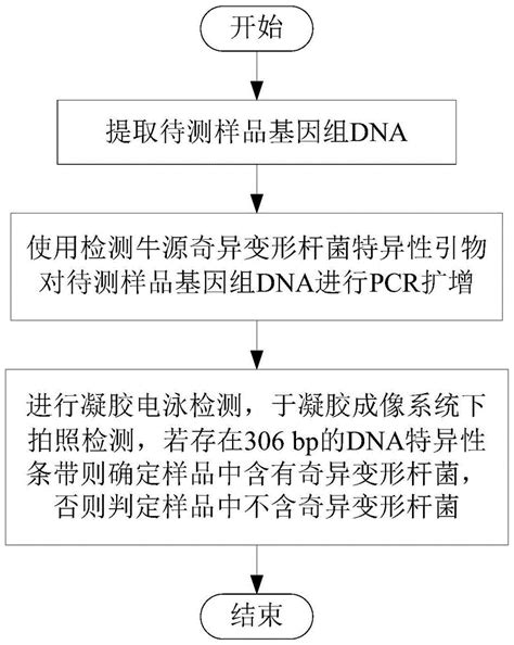 一种检测牛源奇异变形杆菌特异性引物及方法与流程2 一种检测牛源奇异变形杆菌特异性引物及方法与流程2