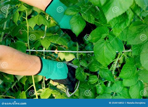 Pruning Raspberry Bushes Autumn Work In The Garden Gloved Hands Selective Focus Stock Photo