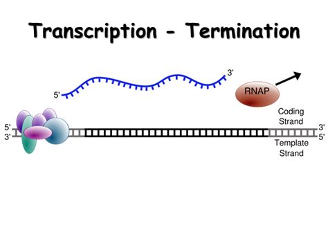 What Is The Template For Transcription