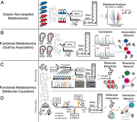 Connecting Metabolome And Phenotype Recent Advances In Functional